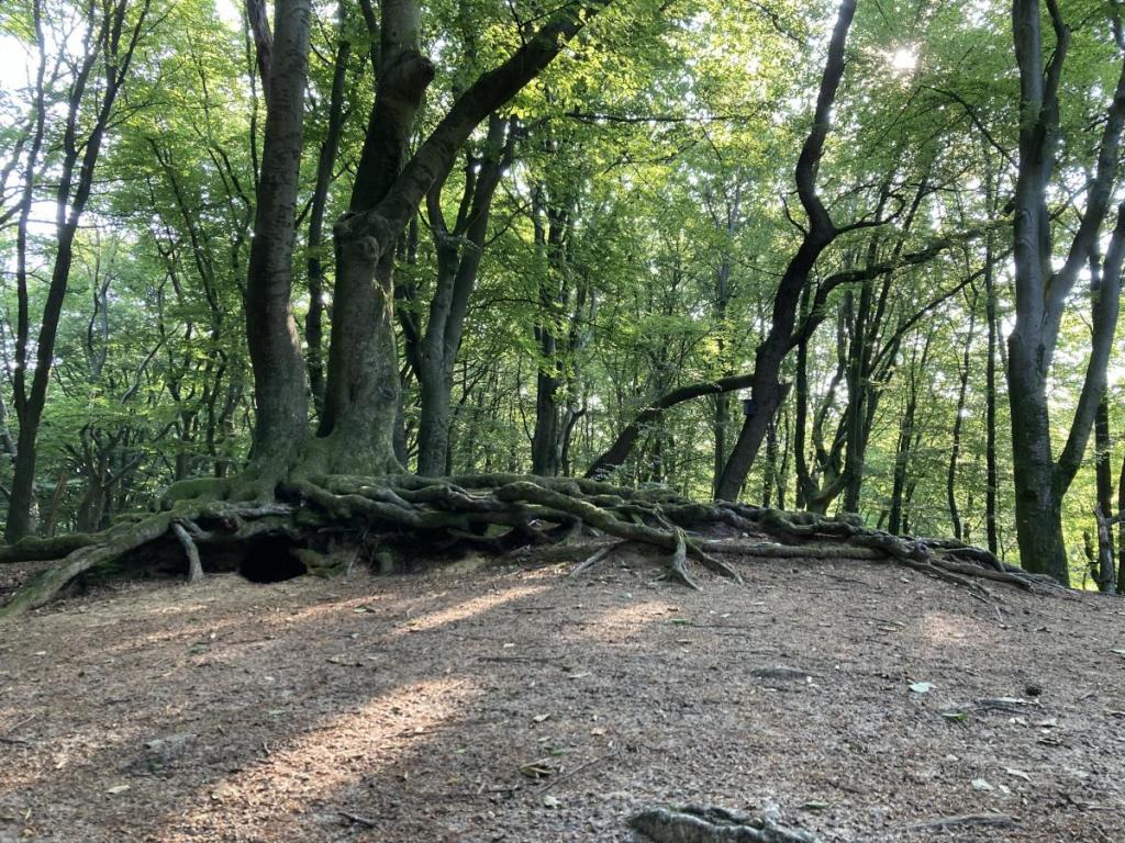 Picture of the woods » James Fish's Timeline Photos » Savior Connect