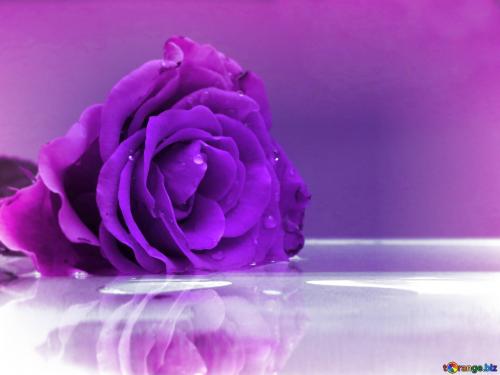 Rachel Mosier's Cover Photos » Savior Connect