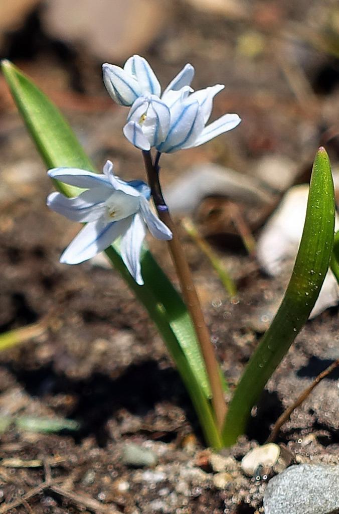 1aSpring Beauties Palm Sunday 2022 » Tom Cubberly's Timeline Photos » Savior Connect