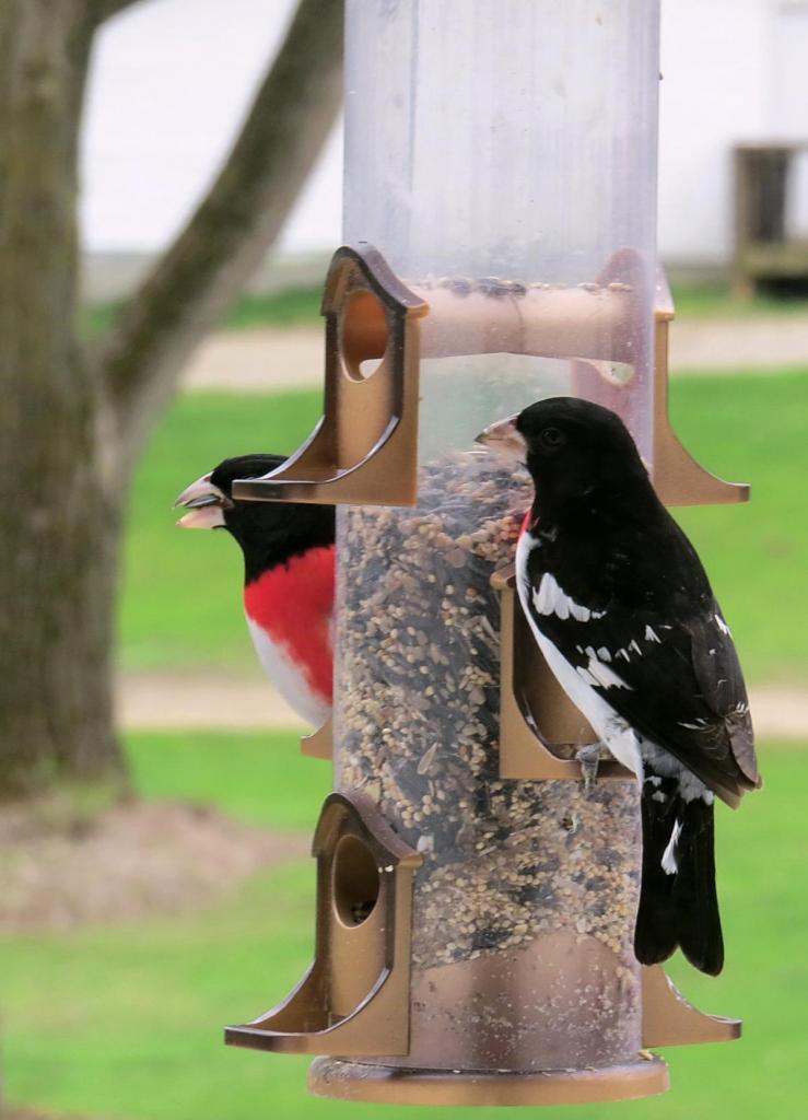 1a-Two Rose Breasted rosbeaks 5-6-2022 » Tom Cubberly's Timeline Photos » Savior Connect