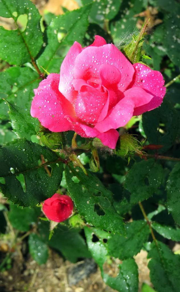 1aRose 6-10-2022 » Tom Cubberly's Timeline Photos » Savior Connect