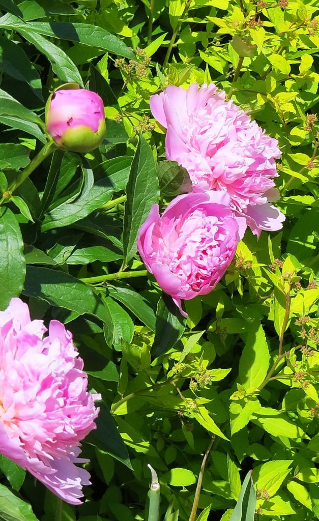 1aPeonies in our garden June 1 2022 » Tom Cubberly's Timeline Photos » Savior Connect