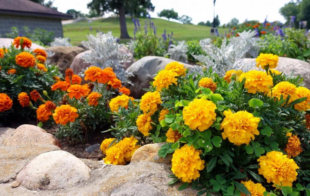 1aCascade Flowers » Tom Cubberly's Timeline Photos » Savior Connect