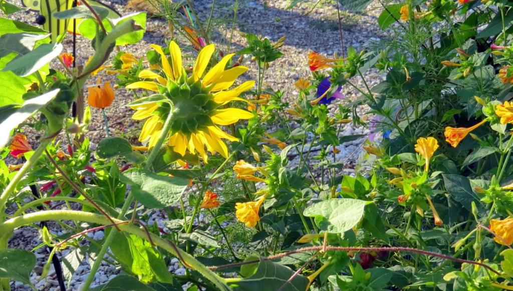 1a Sunflower Garden » Tom Cubberly's Timeline Photos » Savior Connect