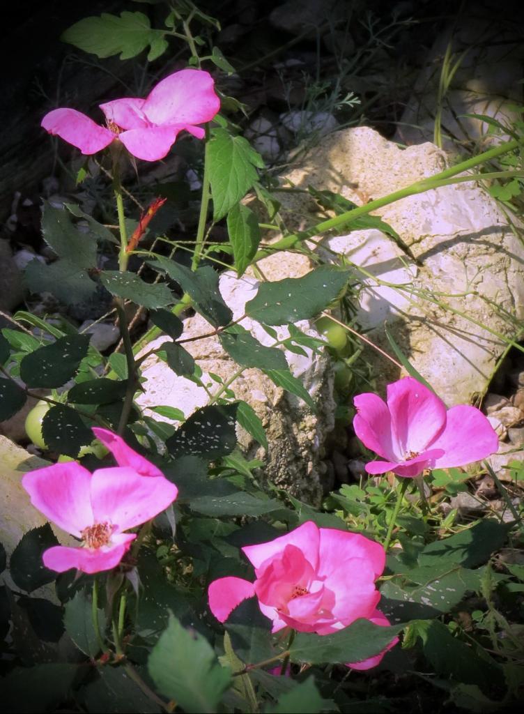 1a-Roses and Rock » Tom Cubberly's Timeline Photos » Savior Connect