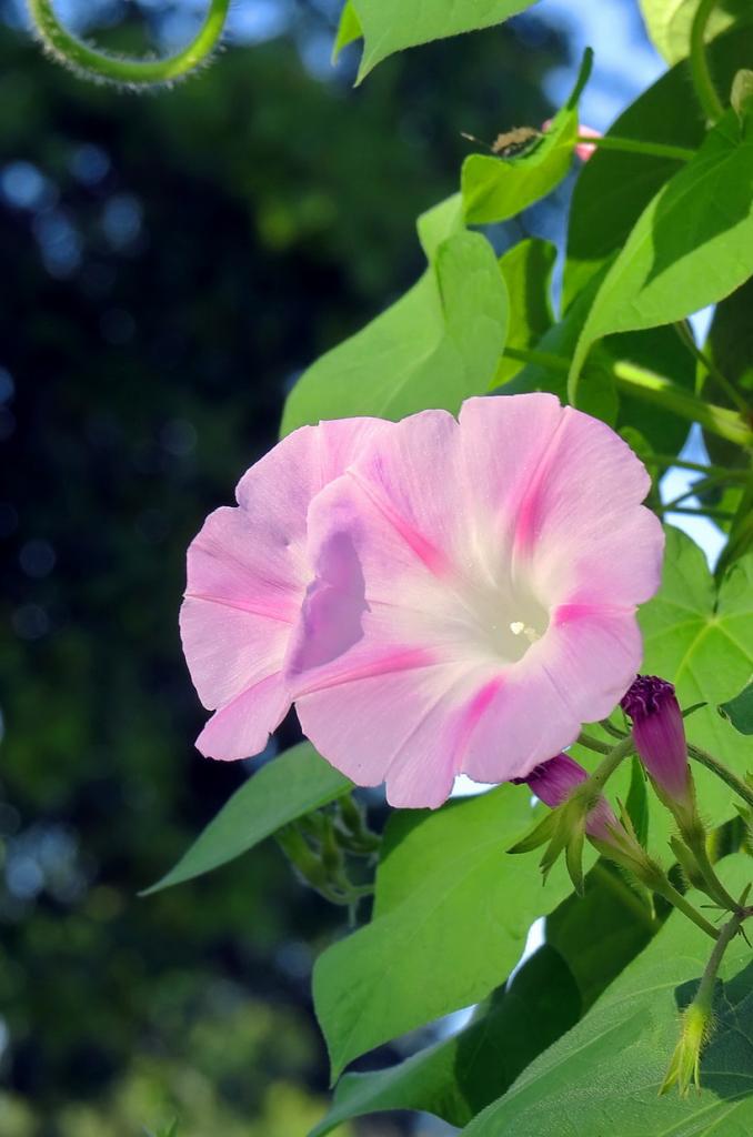 1a-Morning Glory » Tom Cubberly's Timeline Photos » Savior Connect