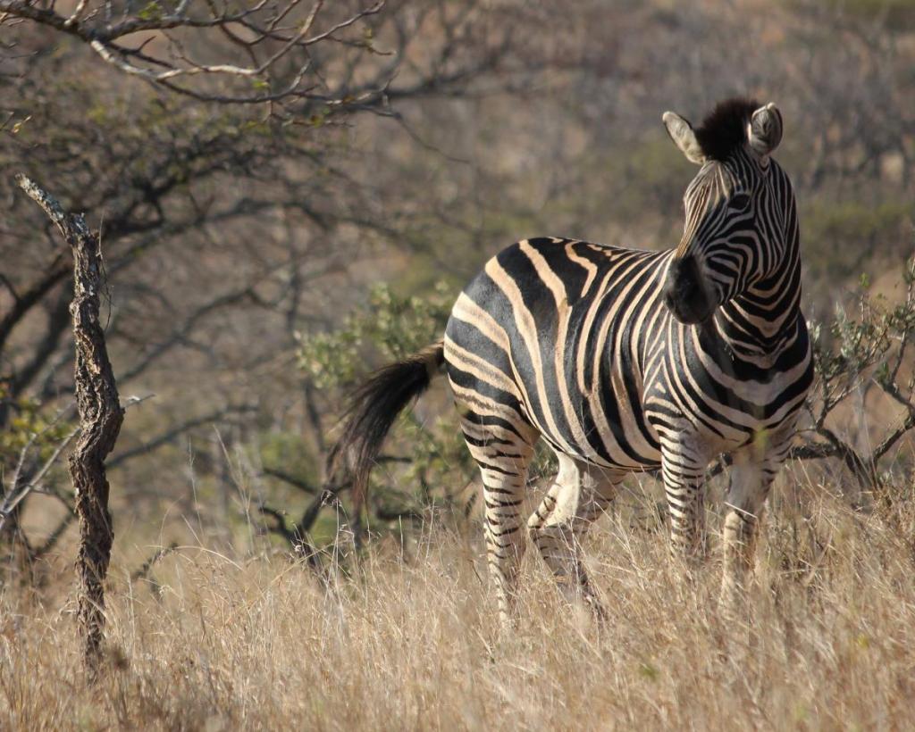 zebra in tall grass » Janet Thompson's Timeline Photos » Savior Connect