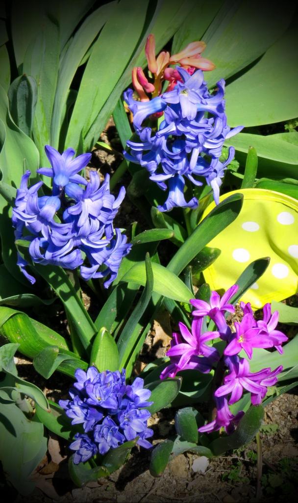 1a Hyacinth 4-13-2023 » Tom Cubberly's Timeline Photos » Savior Connect