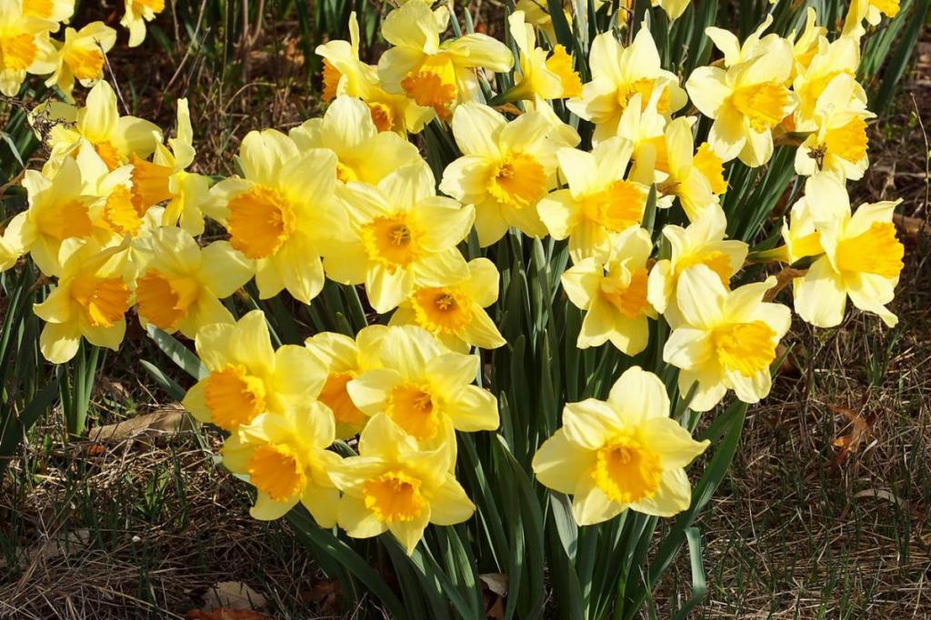 1a Park Daffs 4-16-2023 » Tom Cubberly's Timeline Photos » Savior Connect