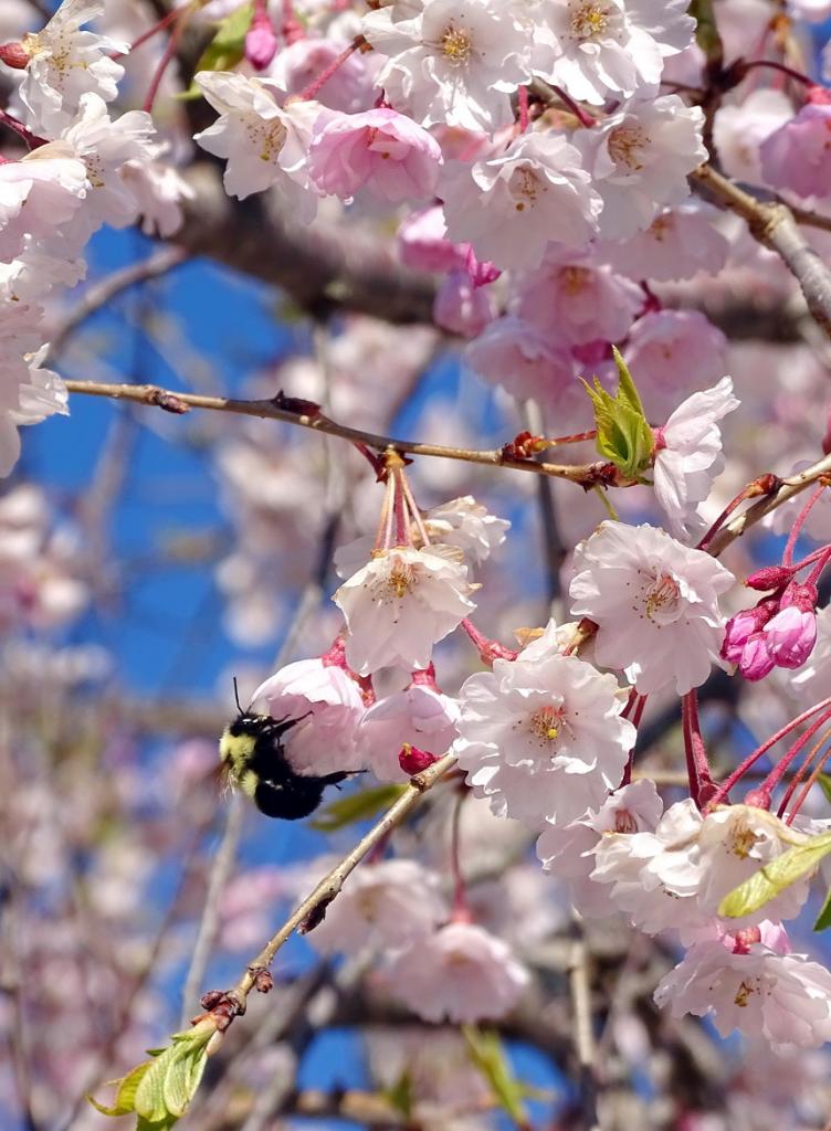 Bee at Work » Tom Cubberly's Timeline Photos » Savior Connect