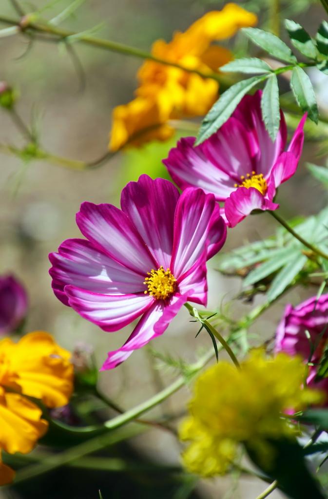 A Cosmos September 2023 » Tom Cubberly's Timeline Photos » Savior Connect