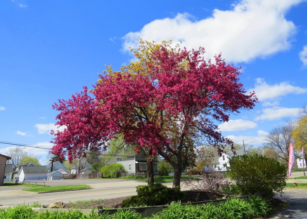 A Flowering Crab » Tom Cubberly's Timeline Photos » Savior Connect