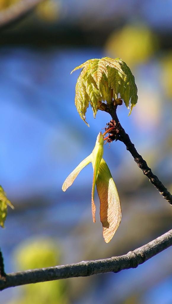 A Future Helicopters » Tom Cubberly's Timeline Photos » Savior Connect