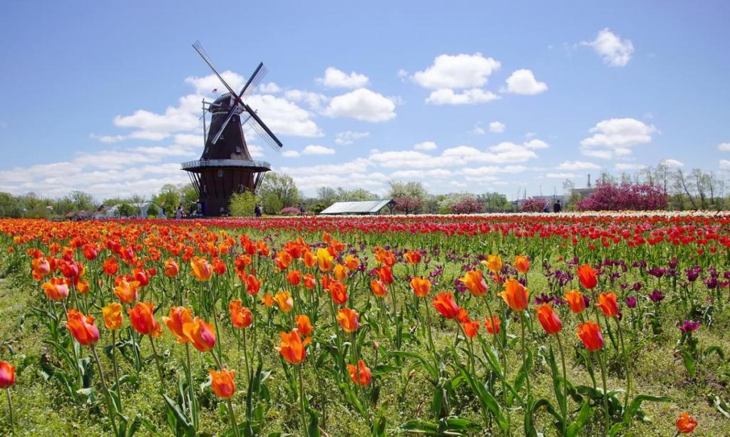 A Windmill Turn » Tom Cubberly's Timeline Photos » Savior Connect