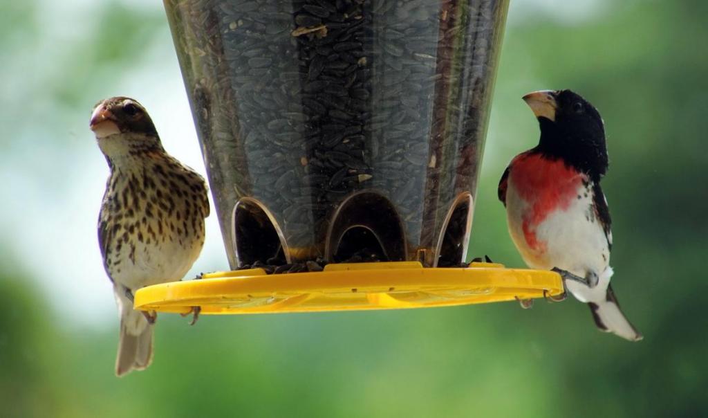 Grosbeak Family » Tom Cubberly's Timeline Photos » Savior Connect