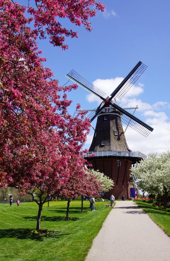 A De Zwann Windmill » Tom Cubberly's Timeline Photos » Savior Connect