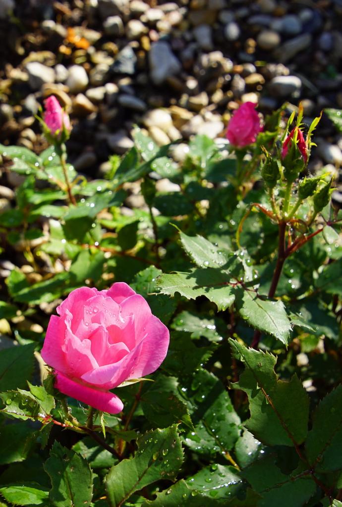 Rose » Tom Cubberly's Timeline Photos » Savior Connect