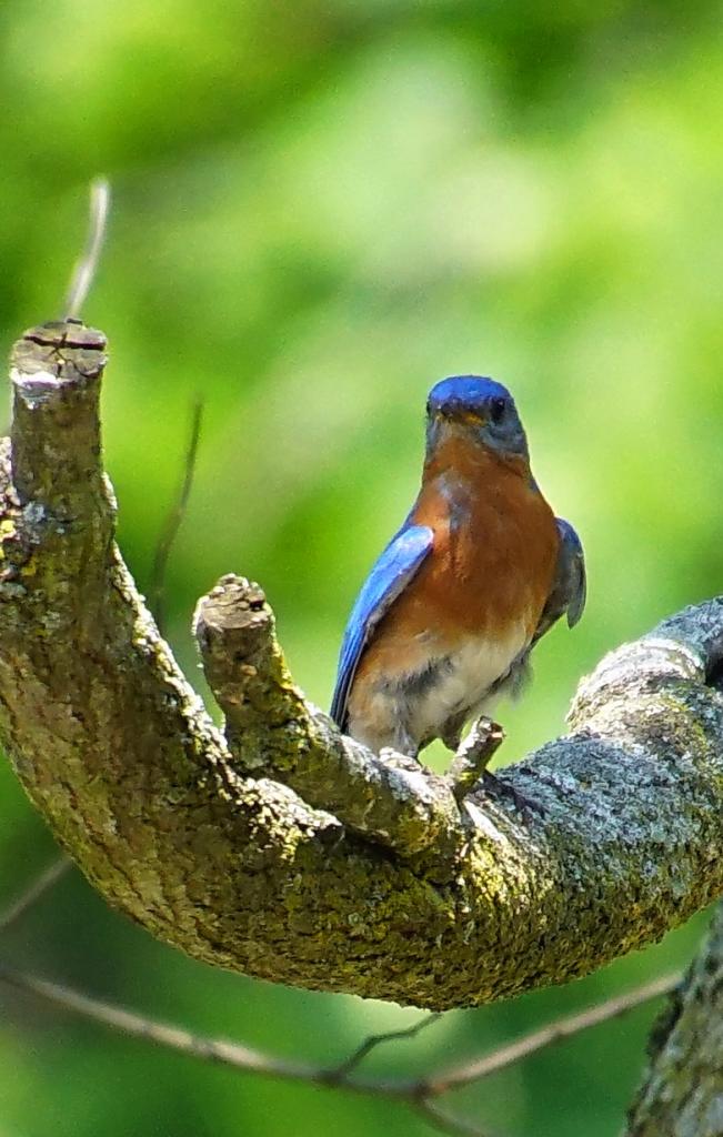 A Bluebird In Yard » Tom Cubberly's Timeline Photos » Savior Connect